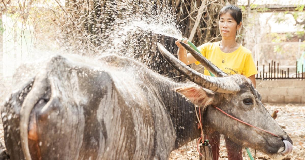 ACIAR-IDRC Research Program on One Health | ACIAR